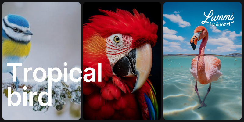 Tropical Bird Images — Free HD Download on Lummi